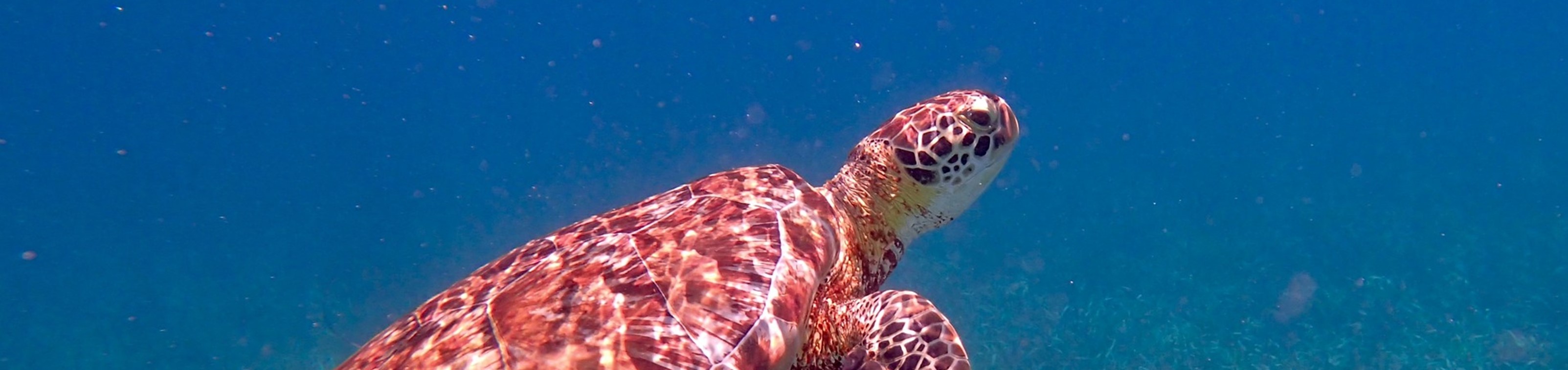 Belize Selectair Reizen Schoeters belize-selectair-reizen-schoeters